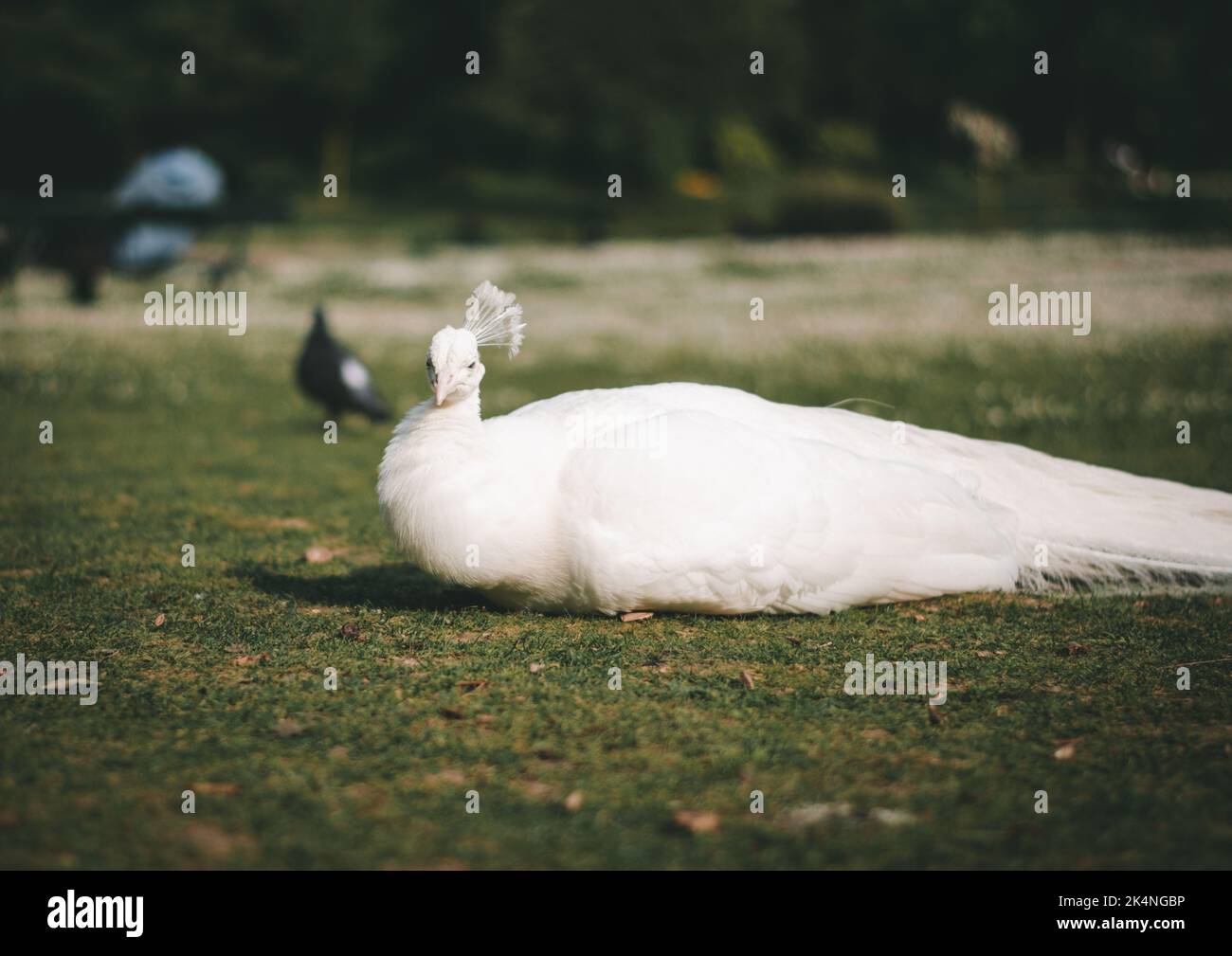 Laying peacock hi-res stock photography and images - Alamy