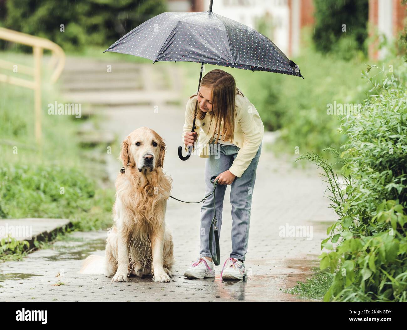 Girl with golden retriever dog in rainy day Stock Photo - Alamy
