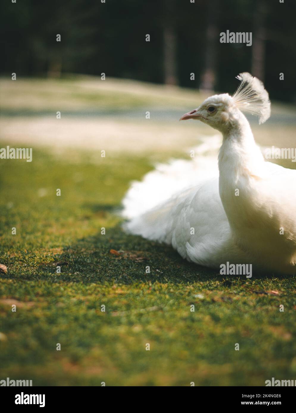 Laying peacock hi-res stock photography and images - Alamy