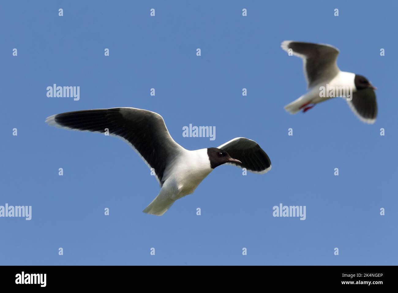 Little gull (Lams minutus, Hydrocoloeus minutus) flies in blue sky ...