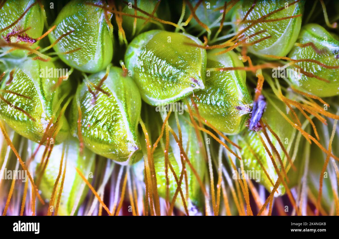 Seed pods with threads on an autumn plant. Very original attractive ...