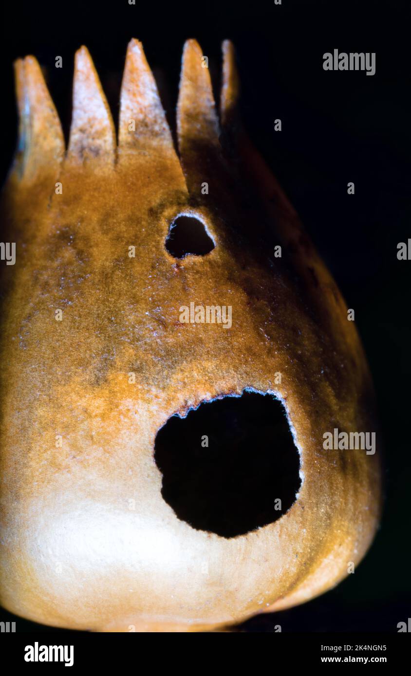 Plant pests. The fruit box (seed vessel) is gnawed by insects the seeds ...