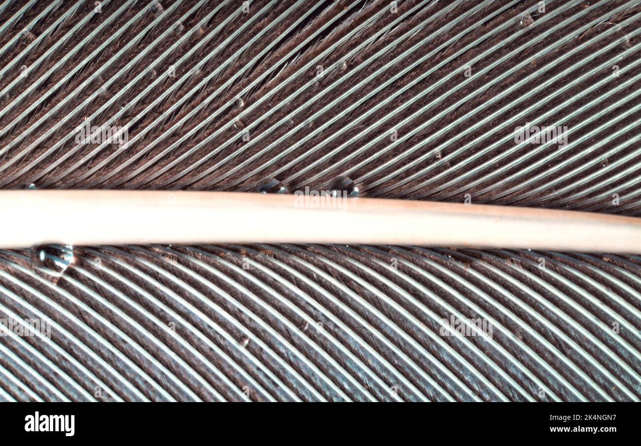 bird feather (remiges, primaries), quill and vexillum ultra macro Stock ...