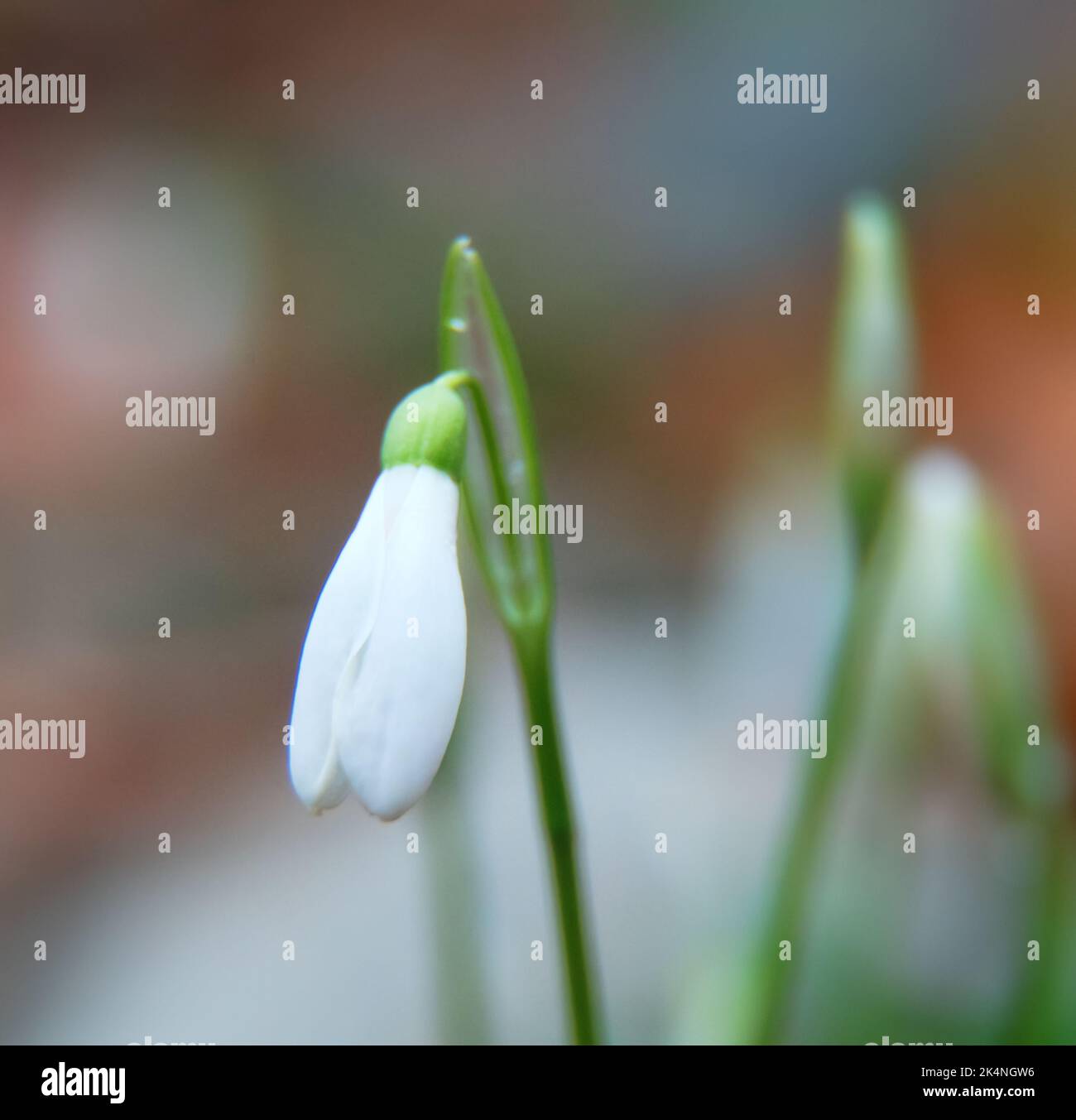 The first snowdrops: buds and opening flowers Stock Photo - Alamy