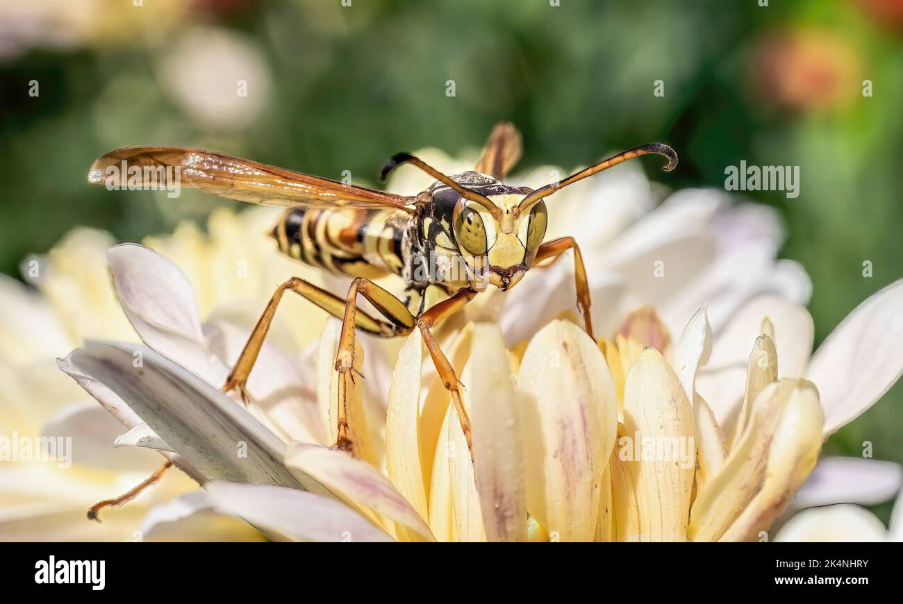 Closeup of a wasp on chrysanthemums on a late summer day at Abrahamson ...