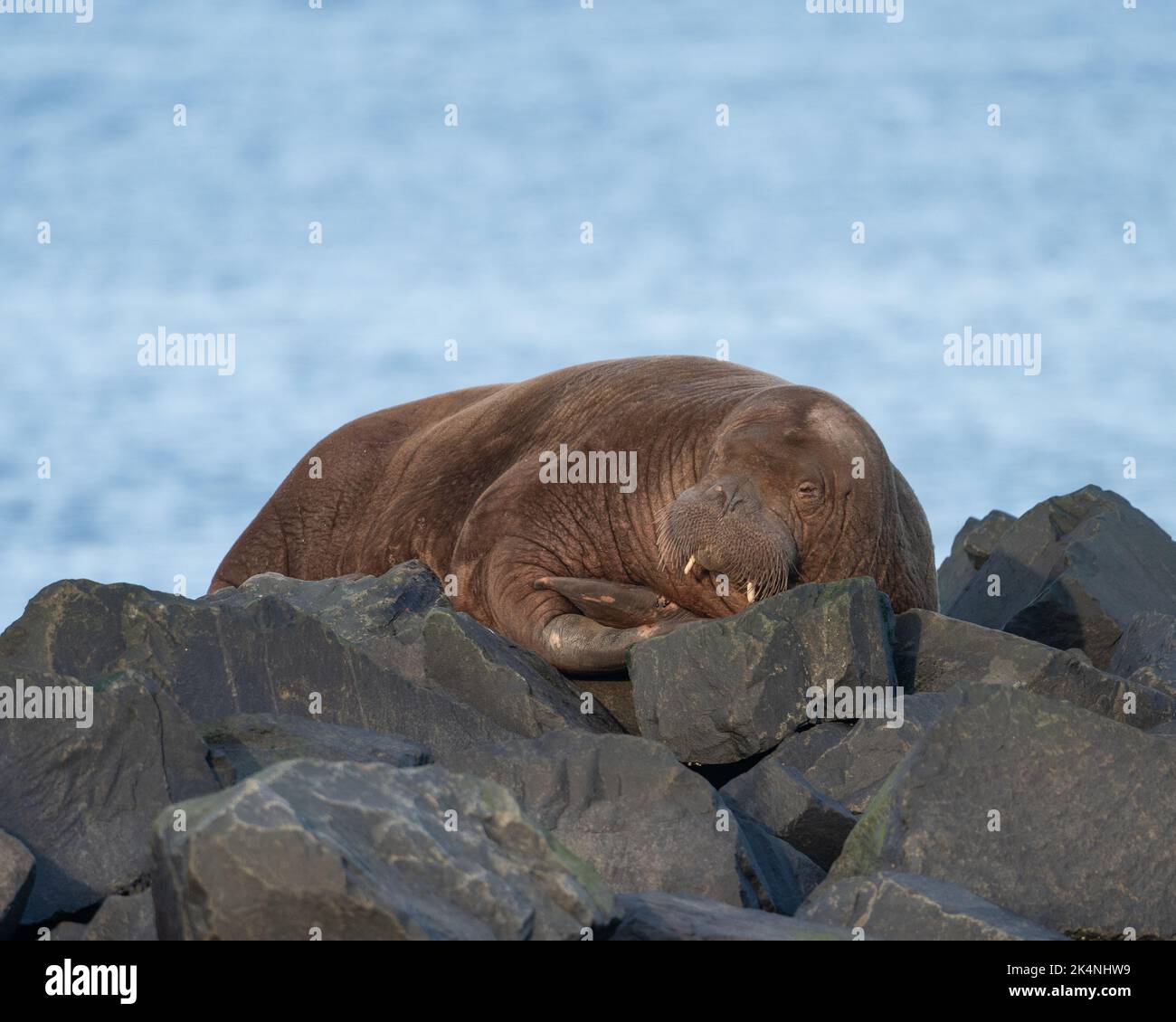 The Arctic Walrus resting on rocks in Northumberland, England Stock ...