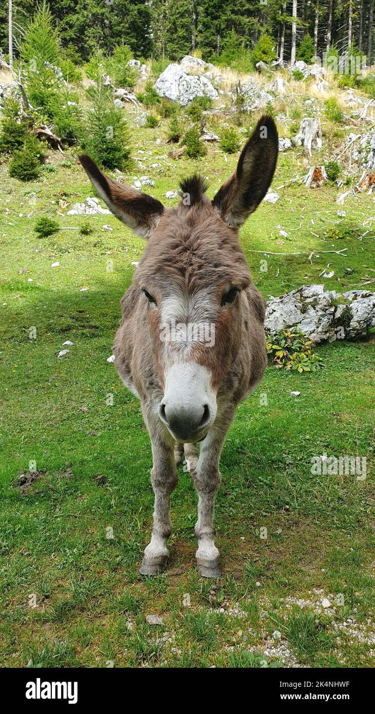 Irish donkey hi-res stock photography and images - Alamy