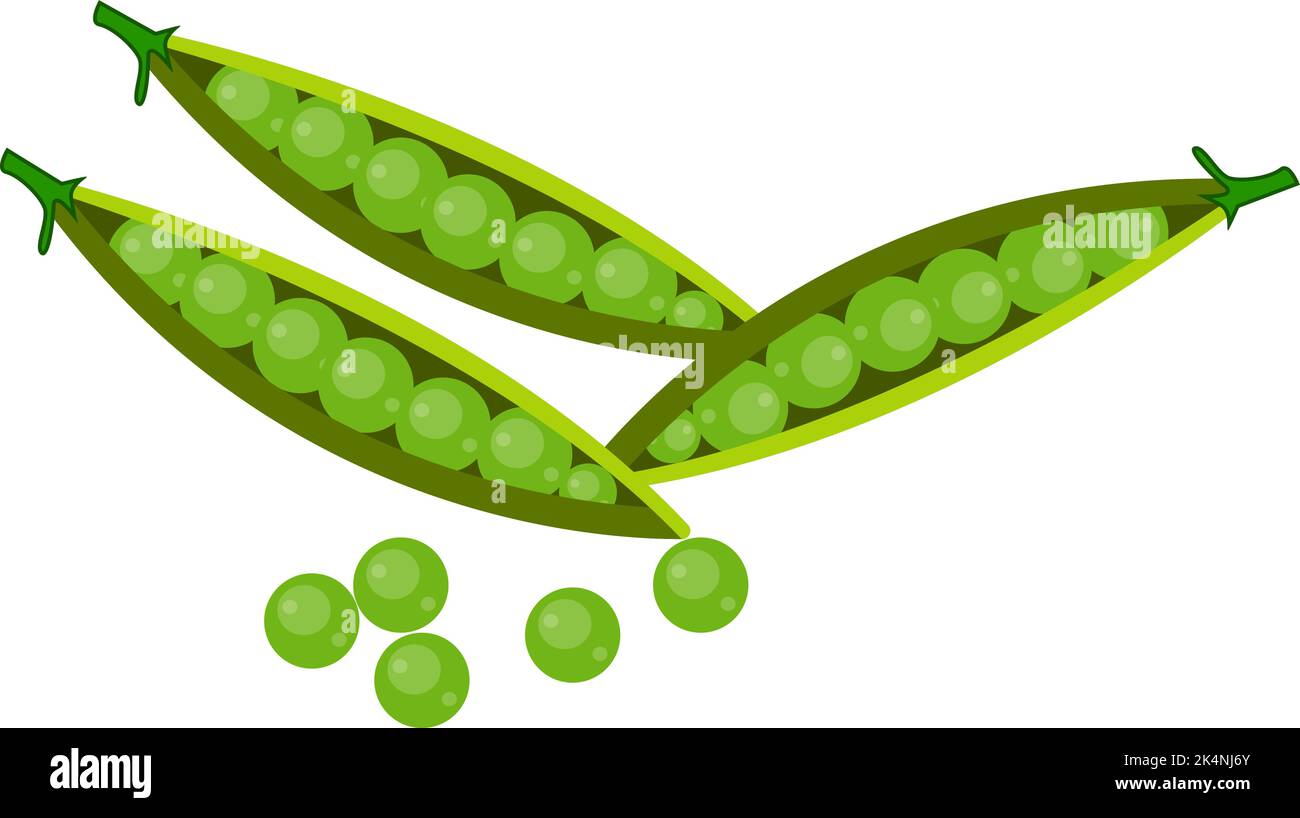 Green peas, illustration, vector on a white background Stock Vector ...