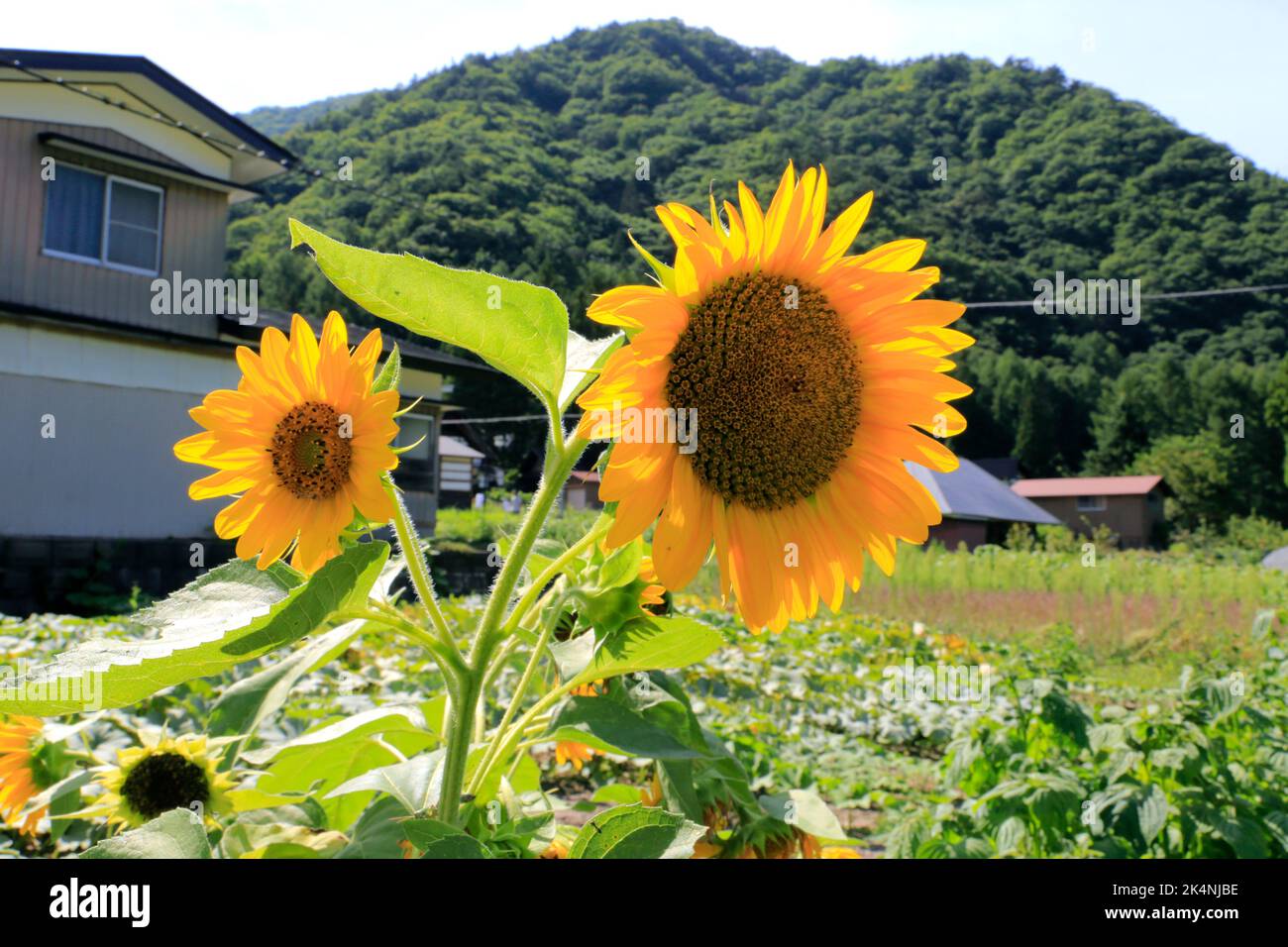 Maezawa Magariya syuraku Minamiaizu Town Fukushima Japan Stock Photo ...