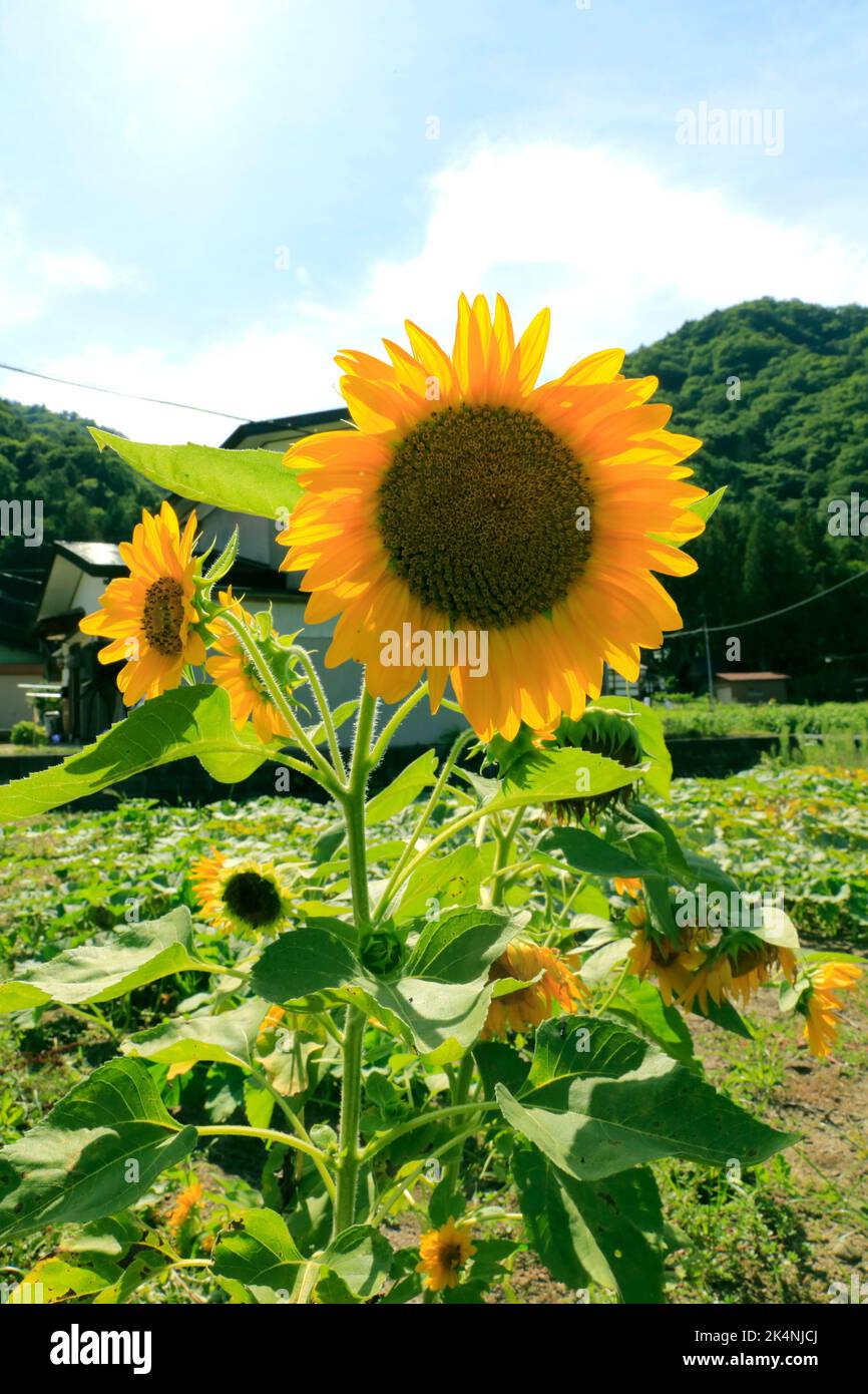 Maezawa Magariya syuraku Minamiaizu Town Fukushima Japan Stock Photo ...