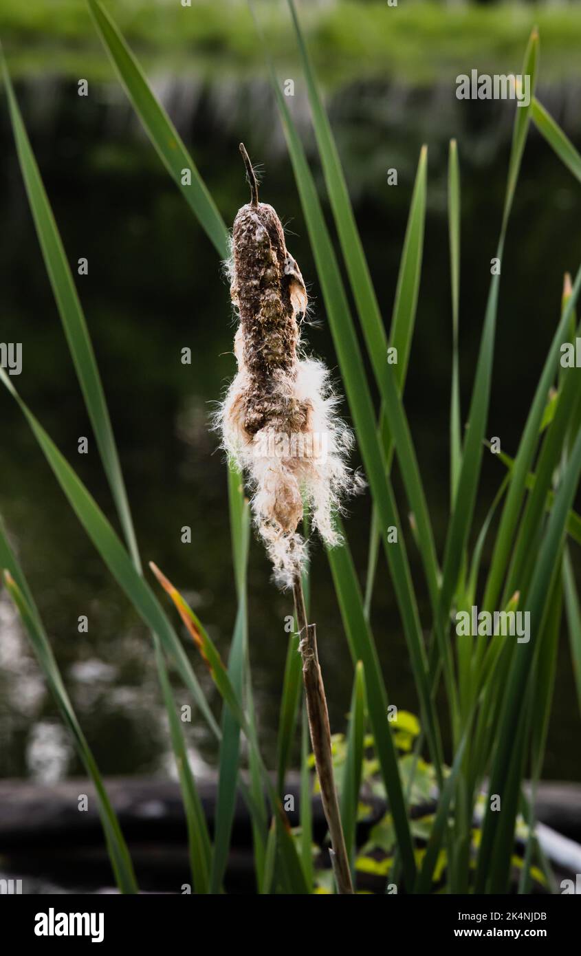 Dry plant cattail typha hi-res stock photography and images - Alamy