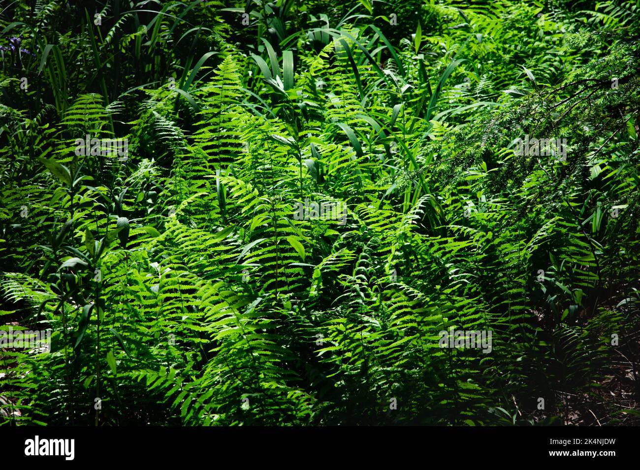 Scenery with ferns hi-res stock photography and images - Alamy