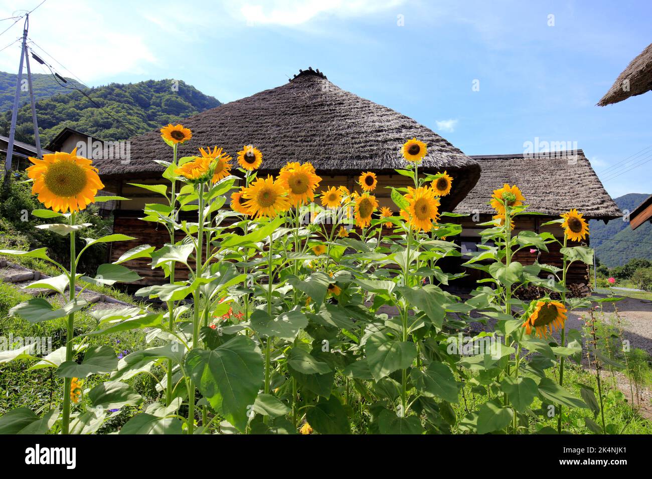 Magariya hi-res stock photography and images - Alamy
