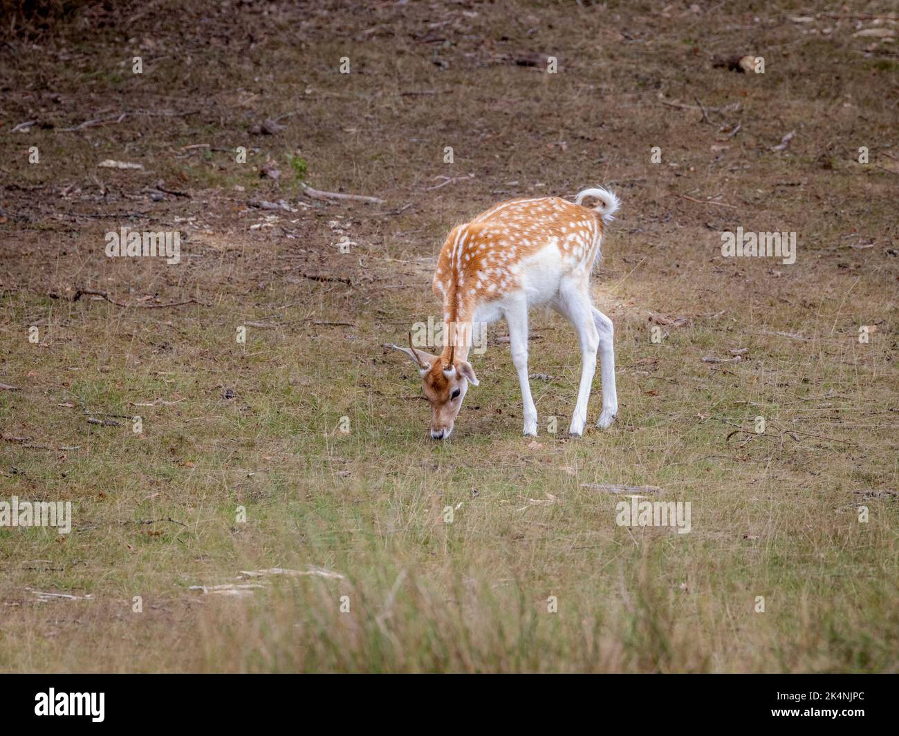 A Grazing Young Red Tailed Stag Stock Photo - Alamy