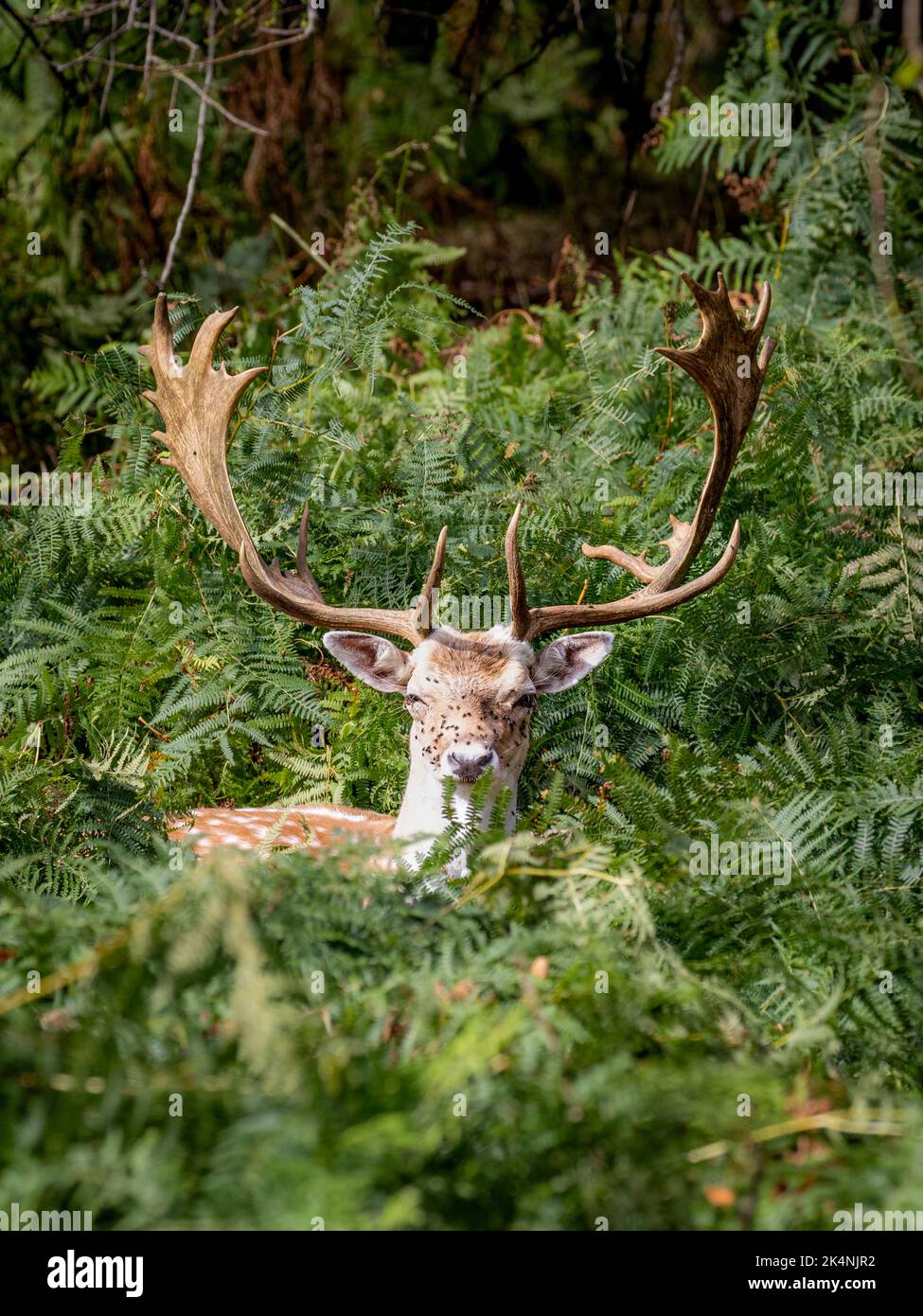 A Close Up of the Head and Antlers of a Red Tailed Deer Stock Photo - Alamy