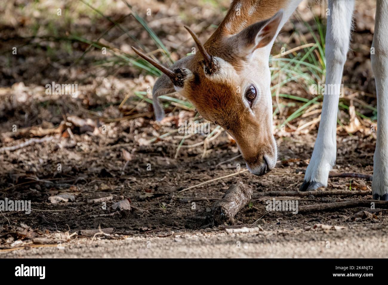 A Young Red Tailed Hart Head Close Up Stock Photo - Alamy