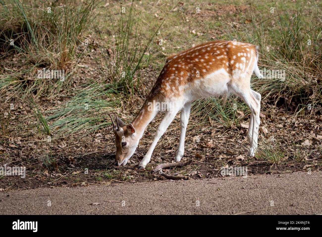 Close up red deer eating hi-res stock photography and images - Alamy