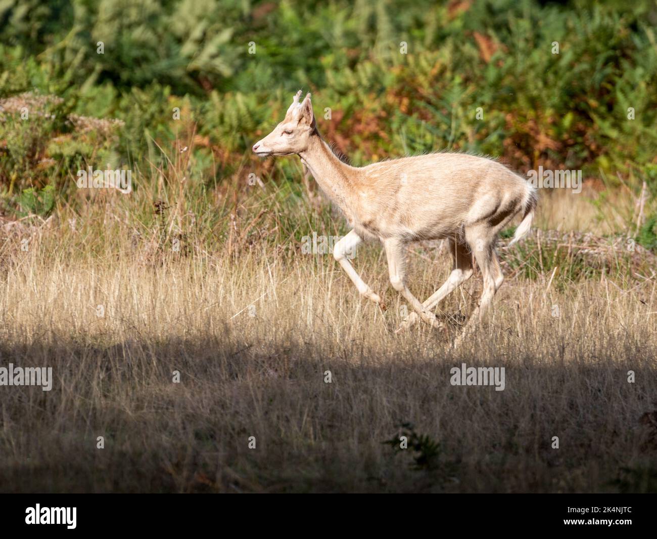 White tailed deer head neck hi-res stock photography and images - Alamy