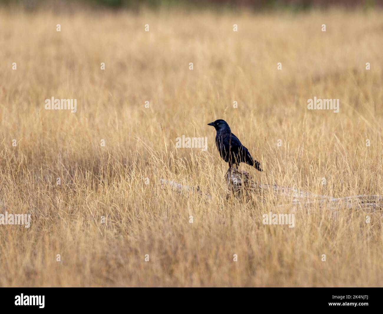 A Nestling Crow with Blue Eyes Stock Photo - Alamy
