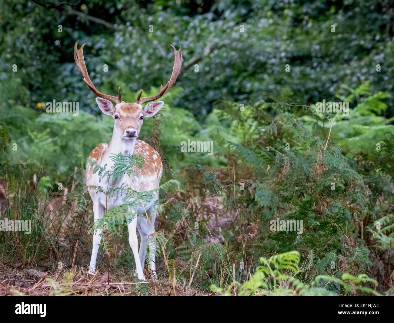 Red Tailed Stag with Antler Detail Stock Photo - Alamy