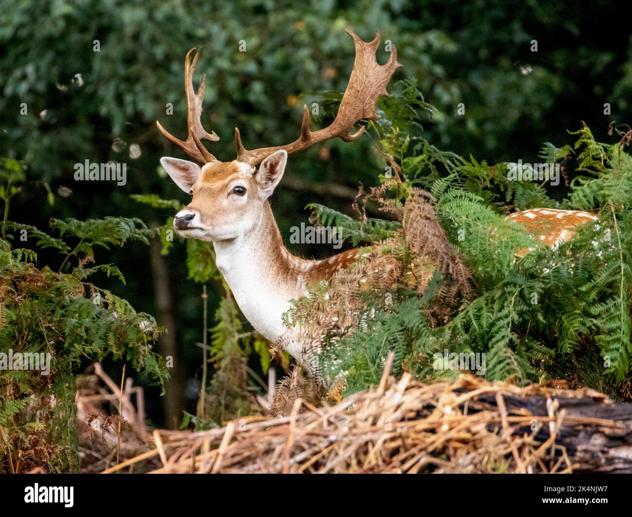 Red Tailed Stag with Antler Detail Stock Photo - Alamy