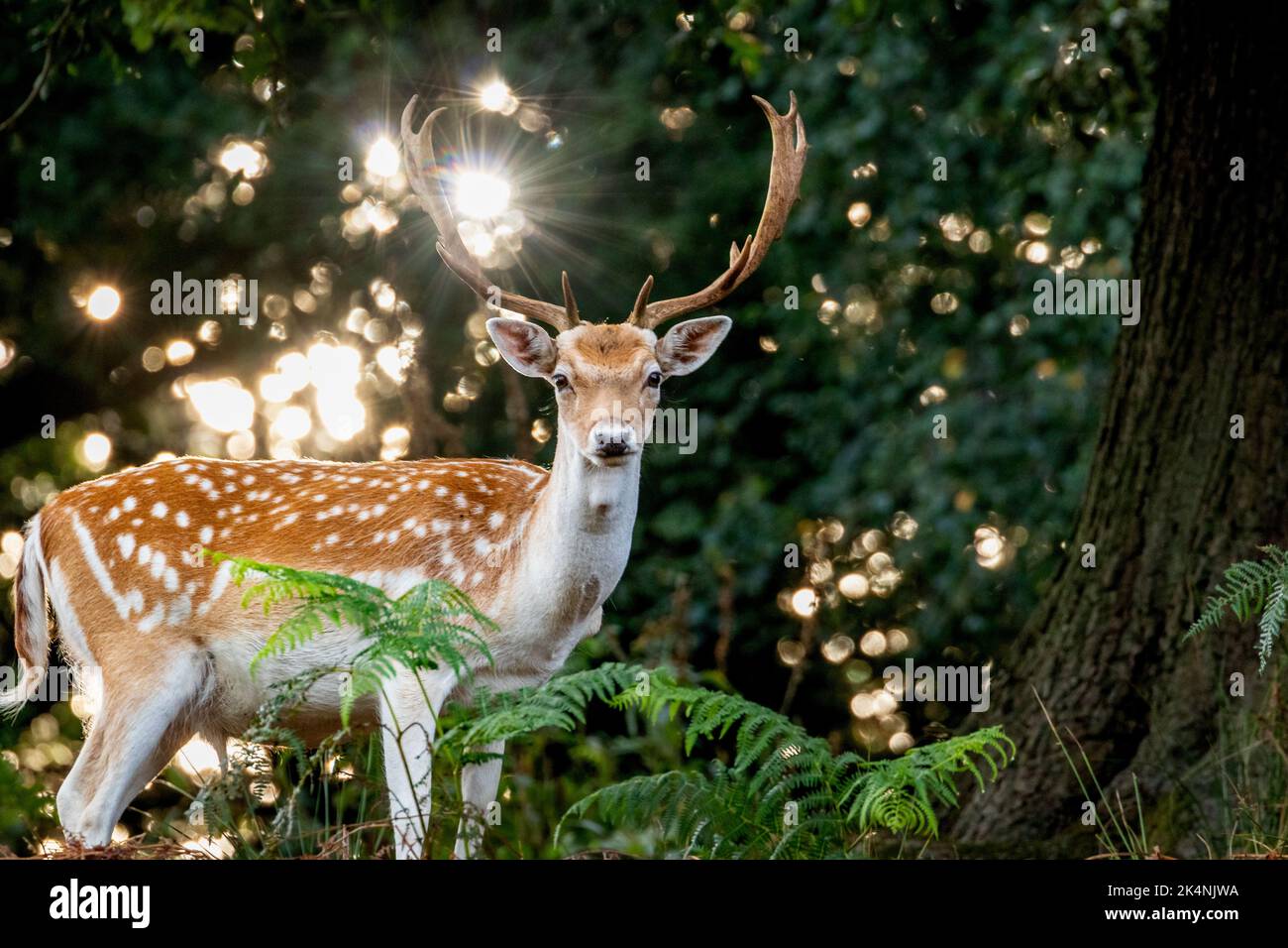 Red stag antler hi-res stock photography and images - Alamy