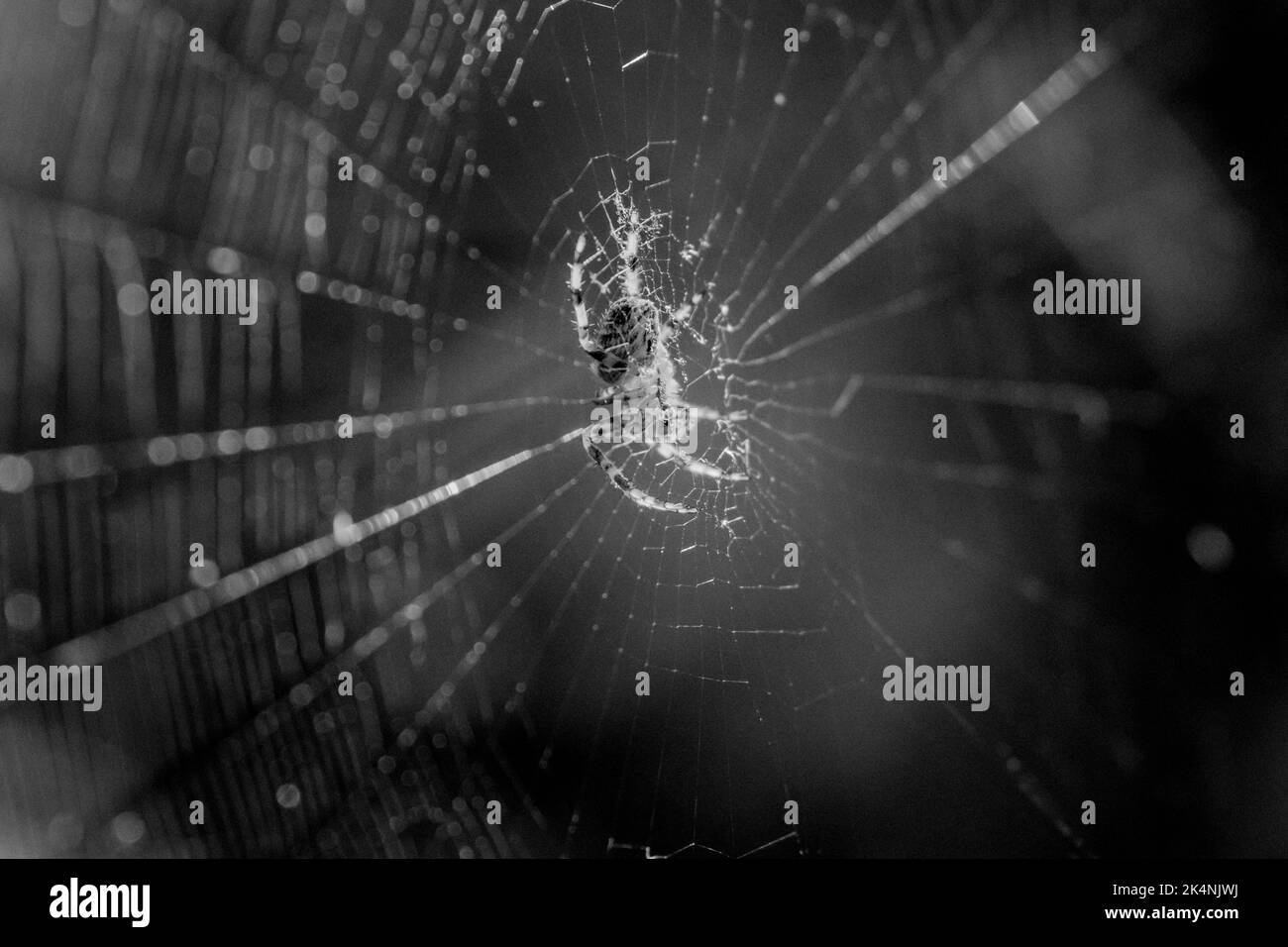 Glowing light garden Black and White Stock Photos & Images - Alamy