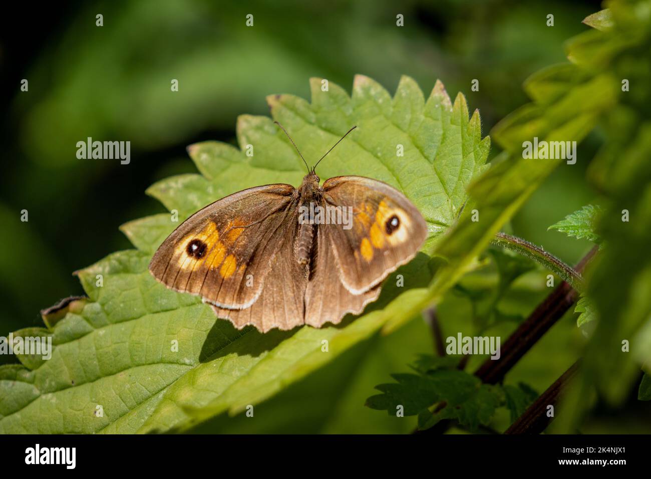 Red Admiral Butterfly on a Stinging Nettle Stock Photo - Alamy