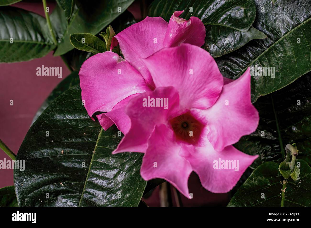 Closeup of double bright pink mandevilla blossoms and leaves on a late ...