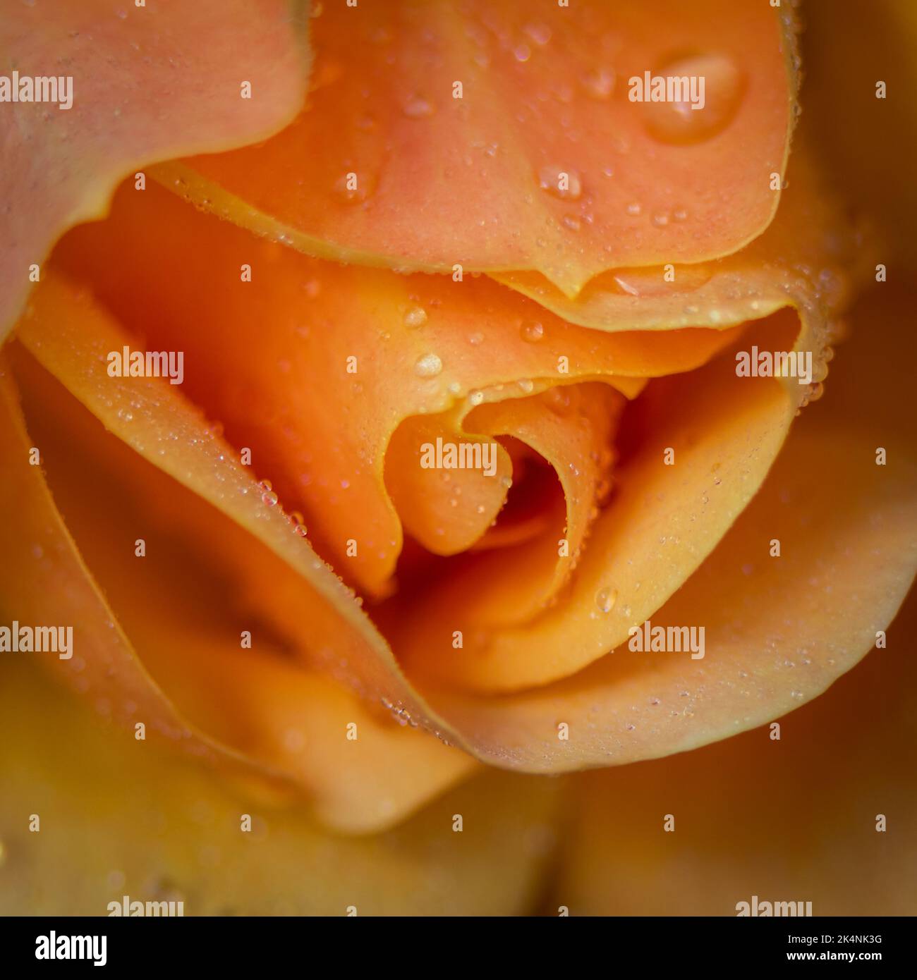 Beautiful delicate rose water drops hi-res stock photography and images - Alamy