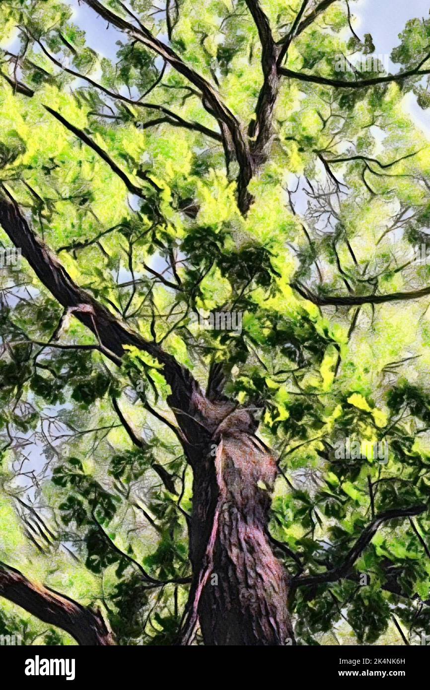 Illustration of a great oak tree in the woods on a spring day in North ...
