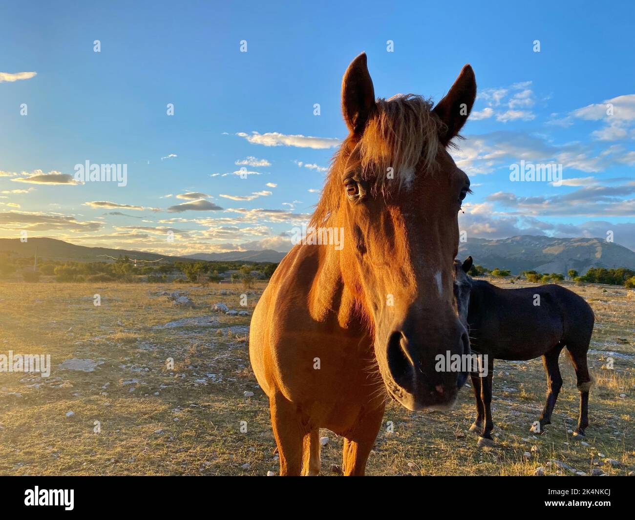 Bashkir horse hi-res stock photography and images - Alamy