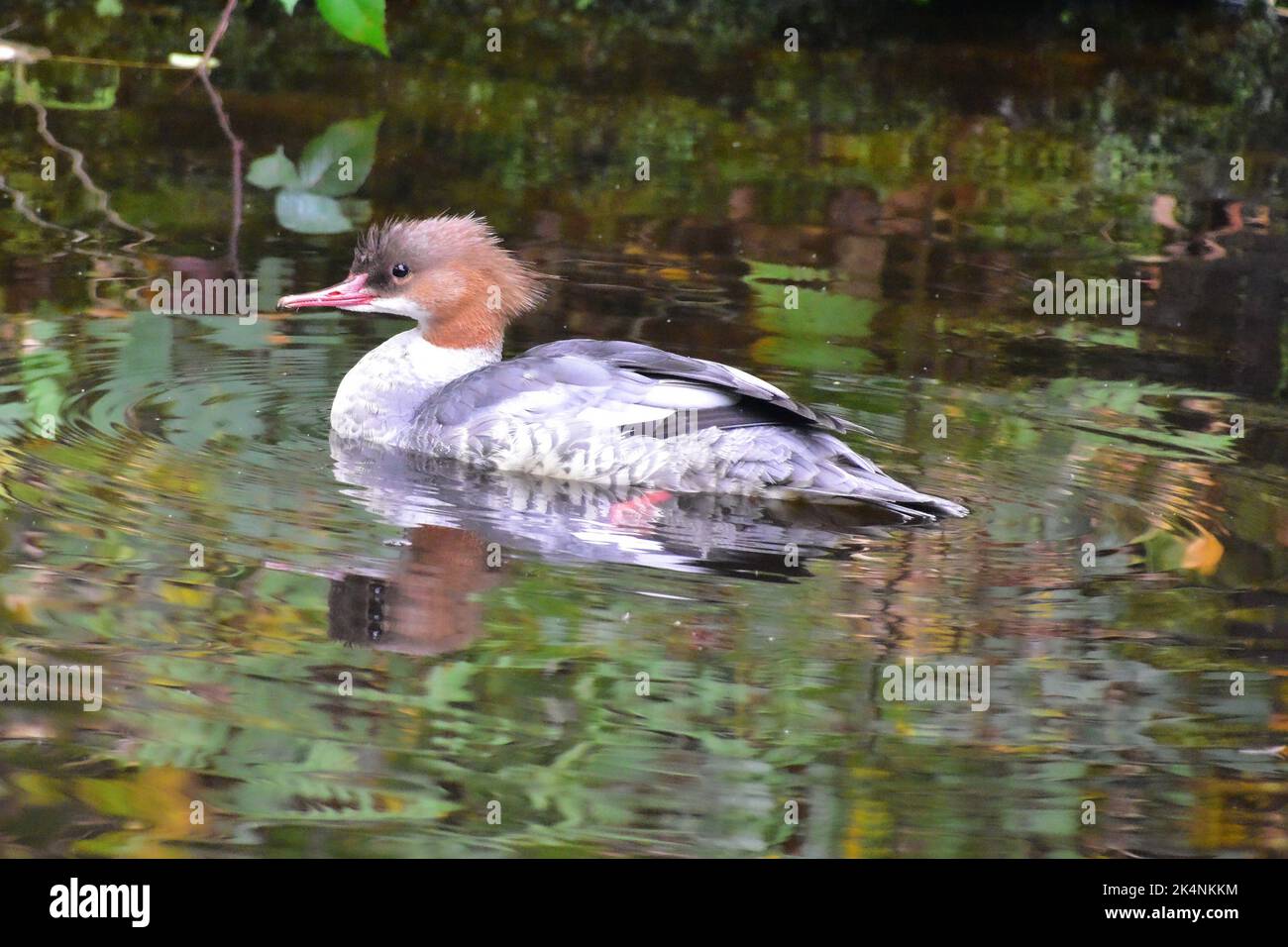 Goosander family hi-res stock photography and images - Alamy