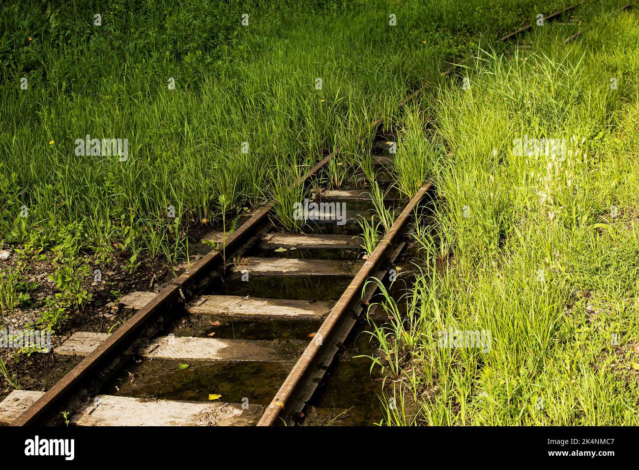 The railroad tracks are flooded with water and overgrown with grass ...