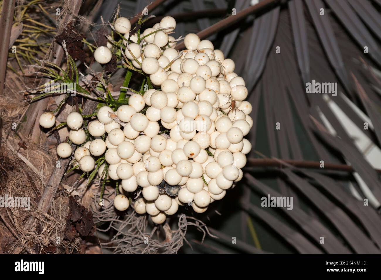 Cryosophila warscewiczii, palm tree, Costa Rica Stock Photo - Alamy