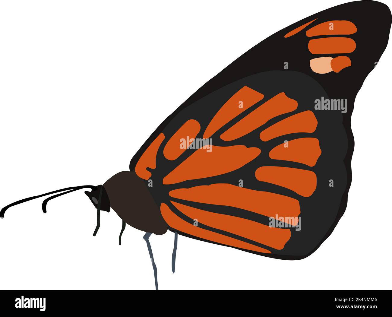 Open butterfly isolated on white Stock Vector Images - Alamy
