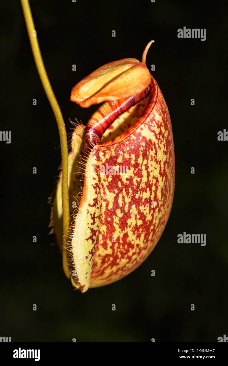 Nepenthes, Chiang Mai, Thailand Stock Photo - Alamy