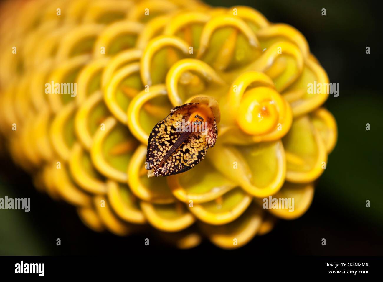 Zingiber spectabile, species of true ginger, native to Maritime ...