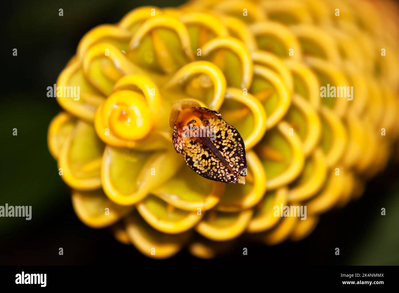 Zingiber spectabile, species of true ginger, native to Maritime ...