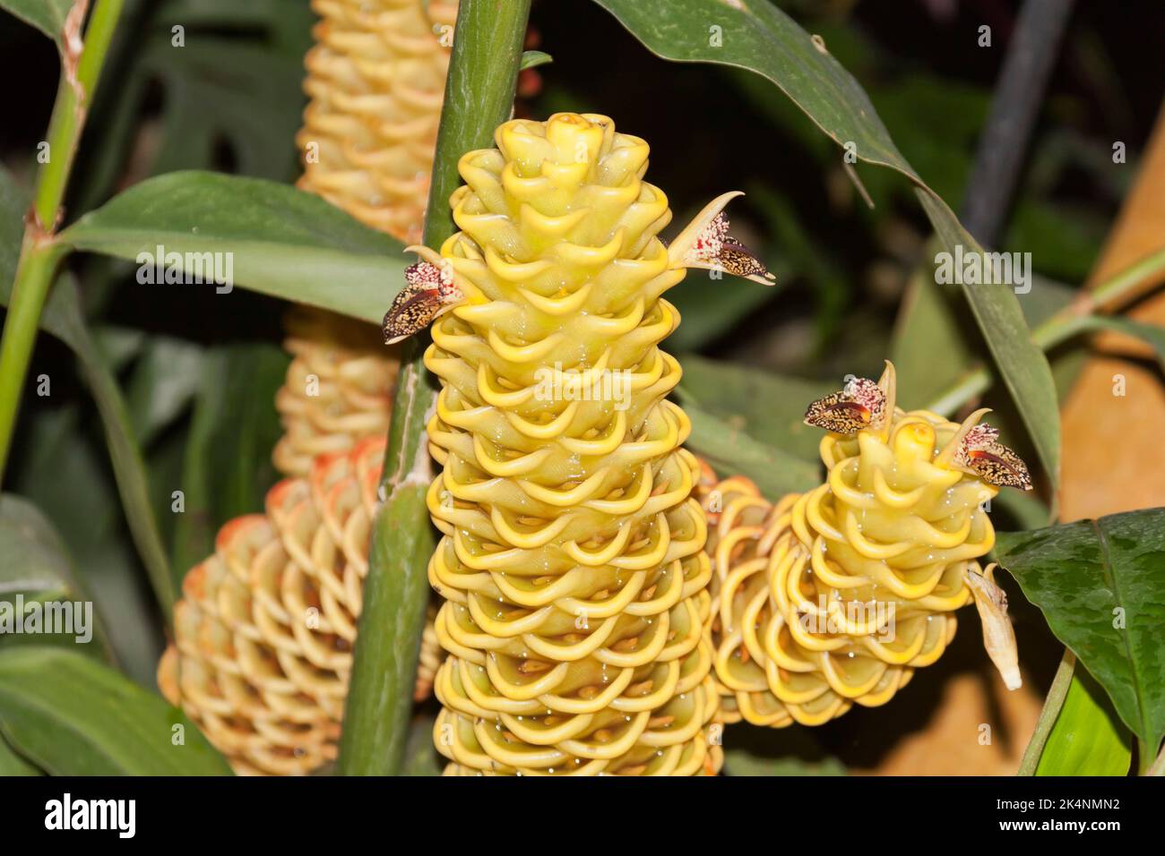 Zingiber spectabile, species of true ginger, native to Maritime ...