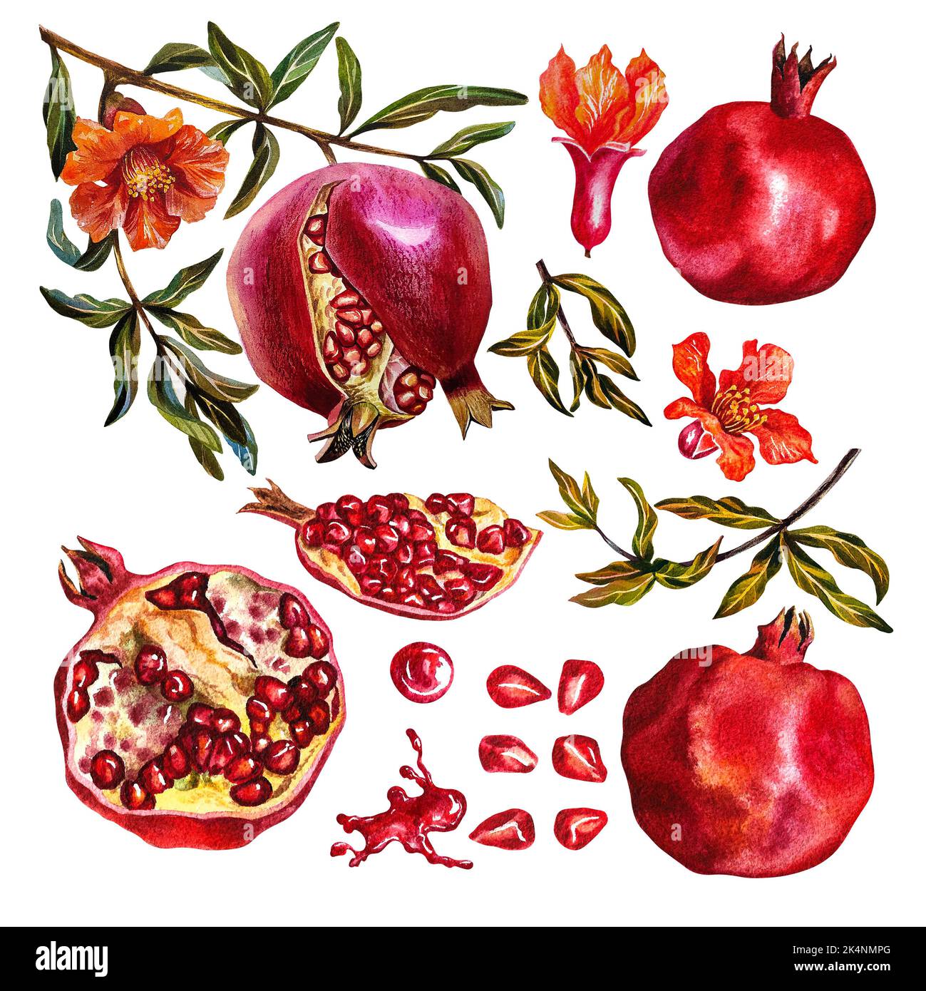 Pomegranate set. Pomegranate fruit on a branch, open pomegranate ...