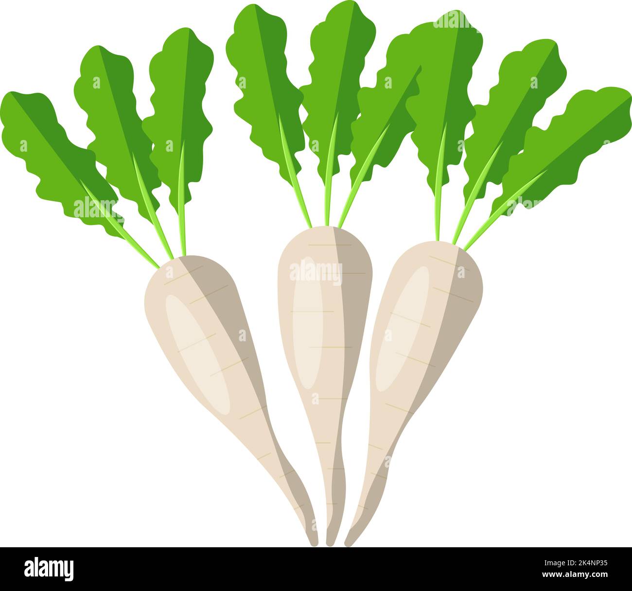 White radish, illustration, vector on a white background Stock Vector ...
