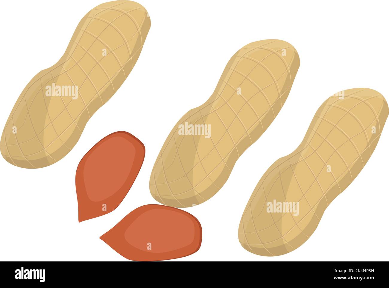 Peanut plant, illustration, vector on a white background Stock Vector ...
