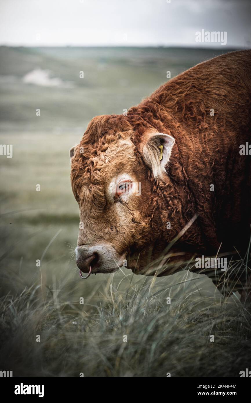 A Scottish bull on the Isle of Lewis Stock Photo - Alamy