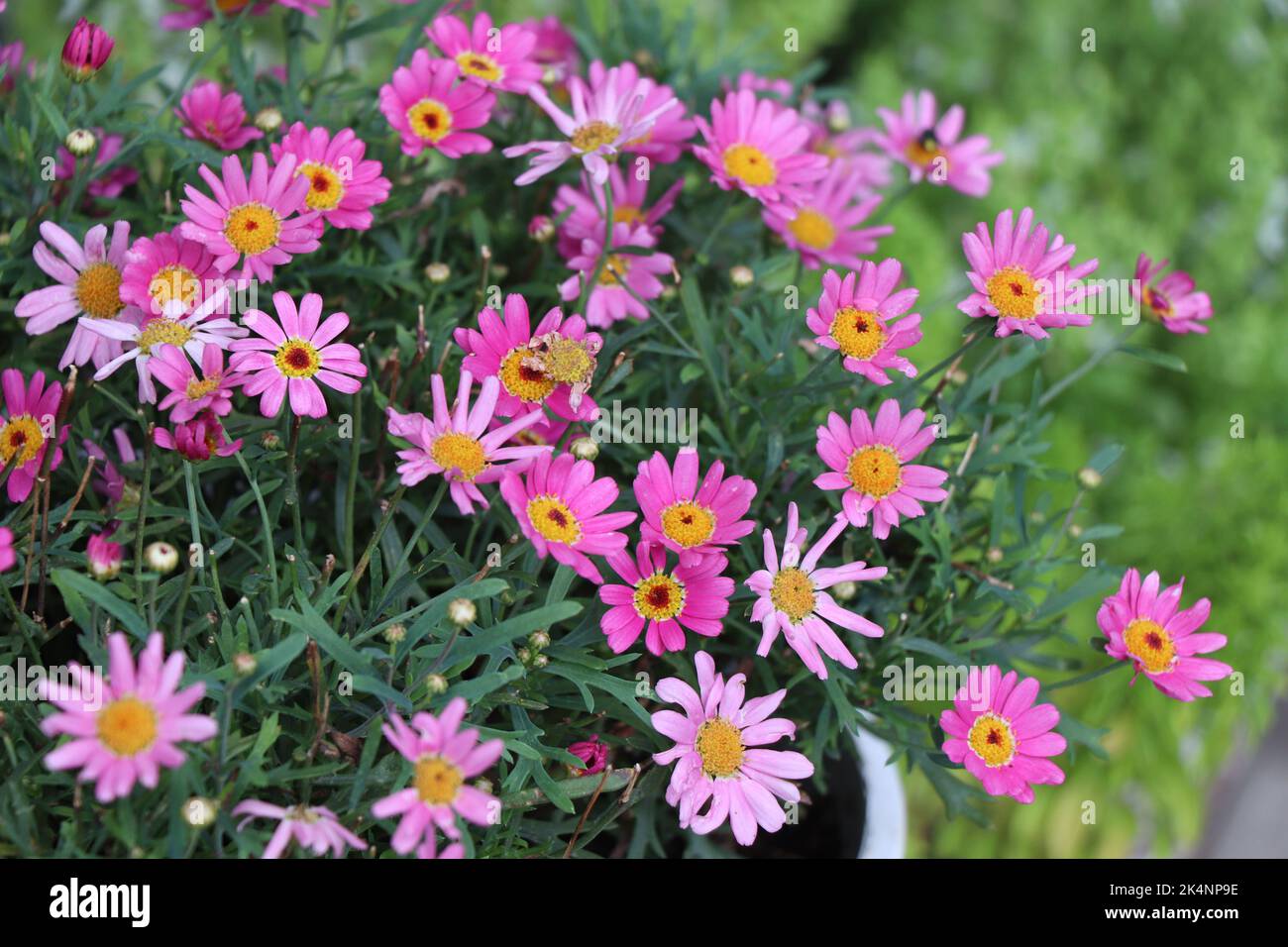 Marguerites flowering hi-res stock photography and images - Alamy