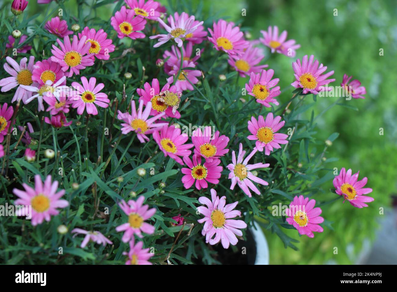 Pink Marguerite daisy or Pink marguerite flower in a plant pot in the ...
