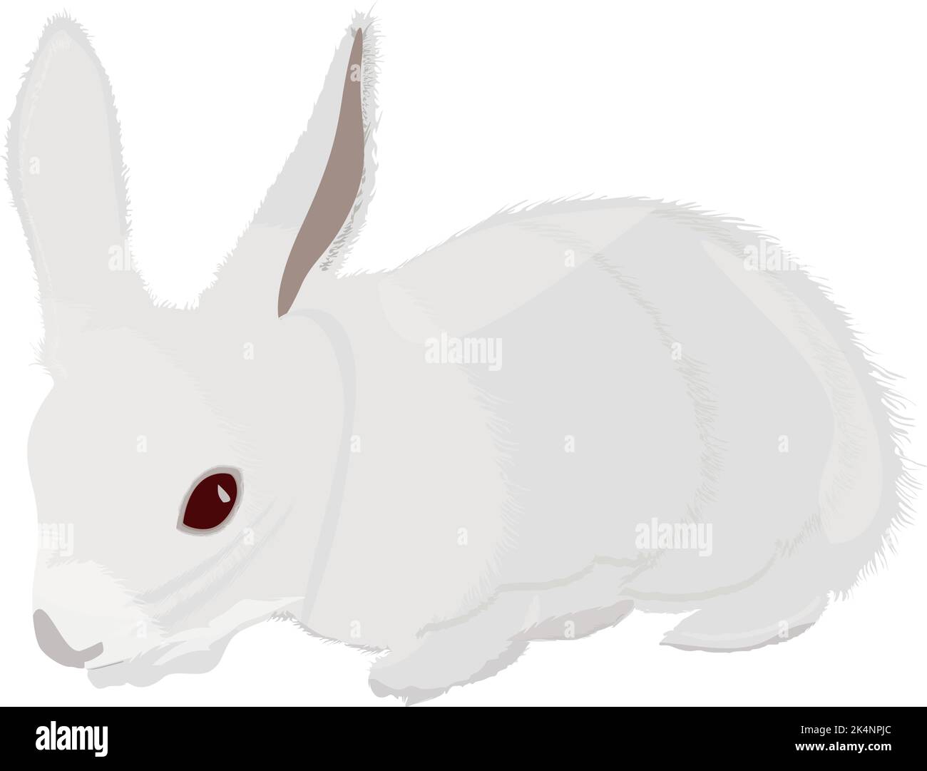 Adorable rabbit on white Stock Vector Images - Alamy