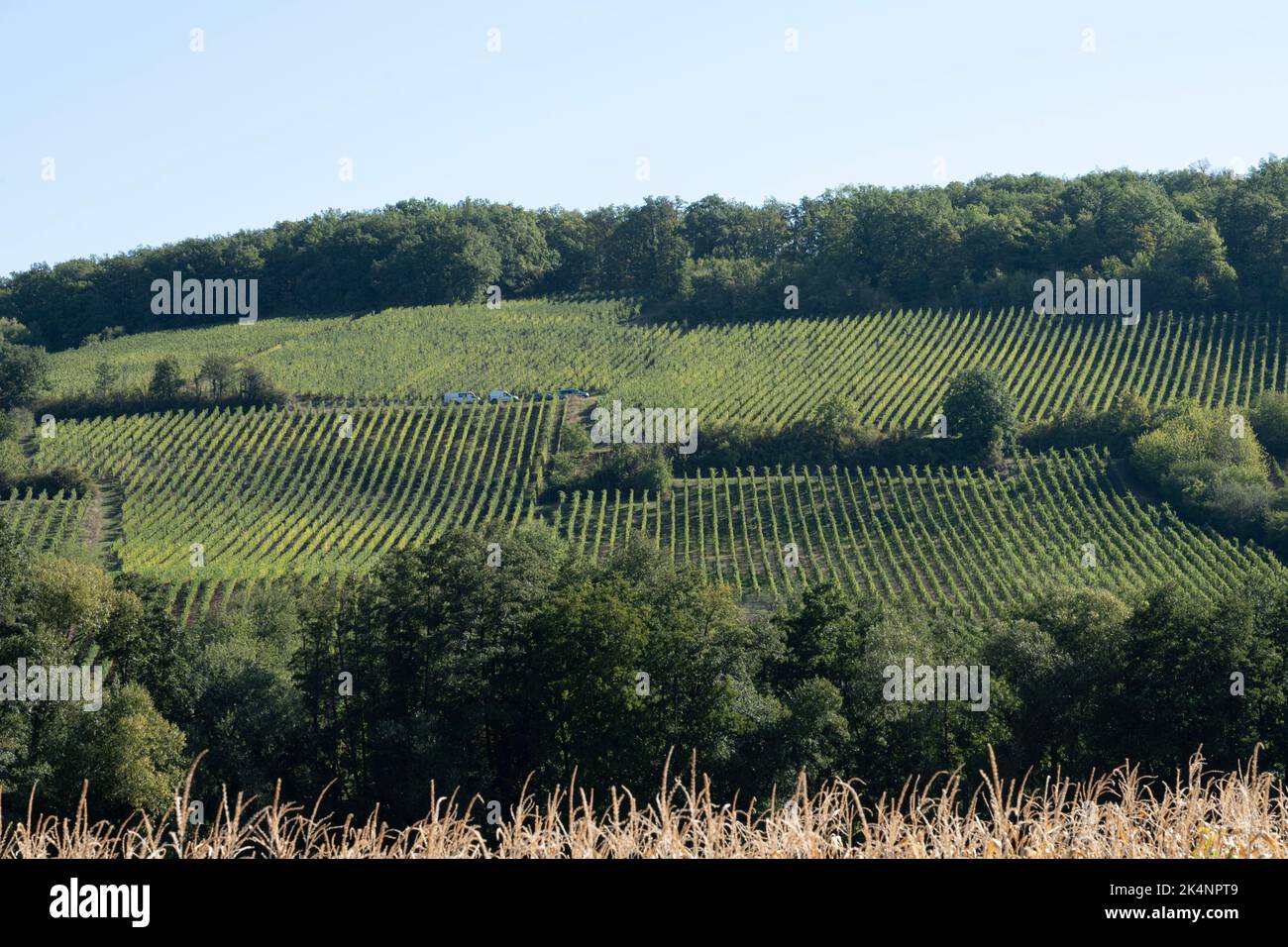 Panoramic view of vine fields along the wine route at sunset Stock ...