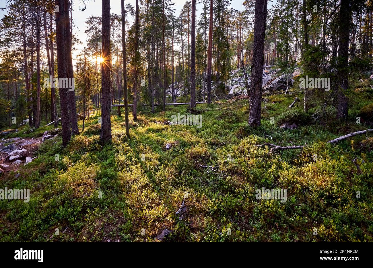 The sun shining brightly through thin trees of a forest Stock Photo - Alamy