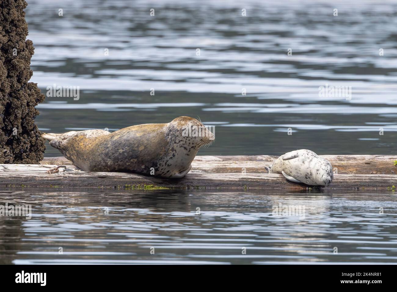 Logs floating in water hi-res stock photography and images - Alamy